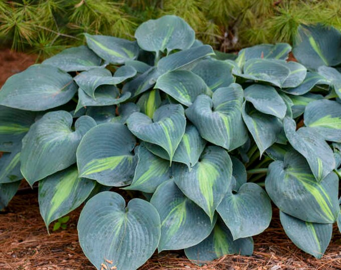 Hosta Touch of Class 3 Well Rooted Starter Plants in 1 Qt Pots Grown at ...