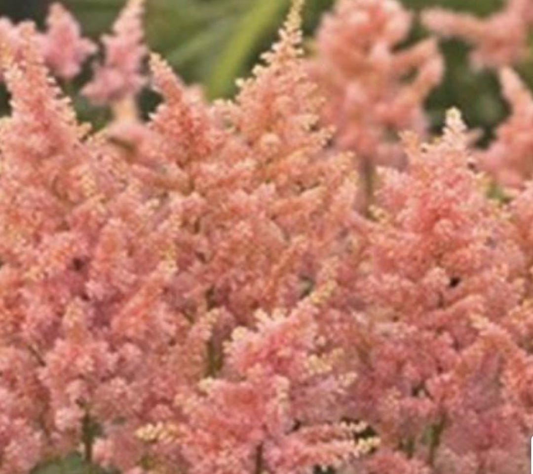 Astilbe Peach Blossom (japanese Astilbe) - 3 Well Rooted Starter Plants ...