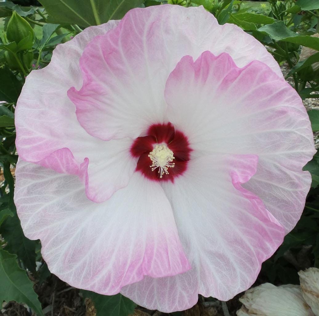 Hibiscus 'ballet Slippers' (rose Mallow) - 3 Well Rooted Starter Plants ...