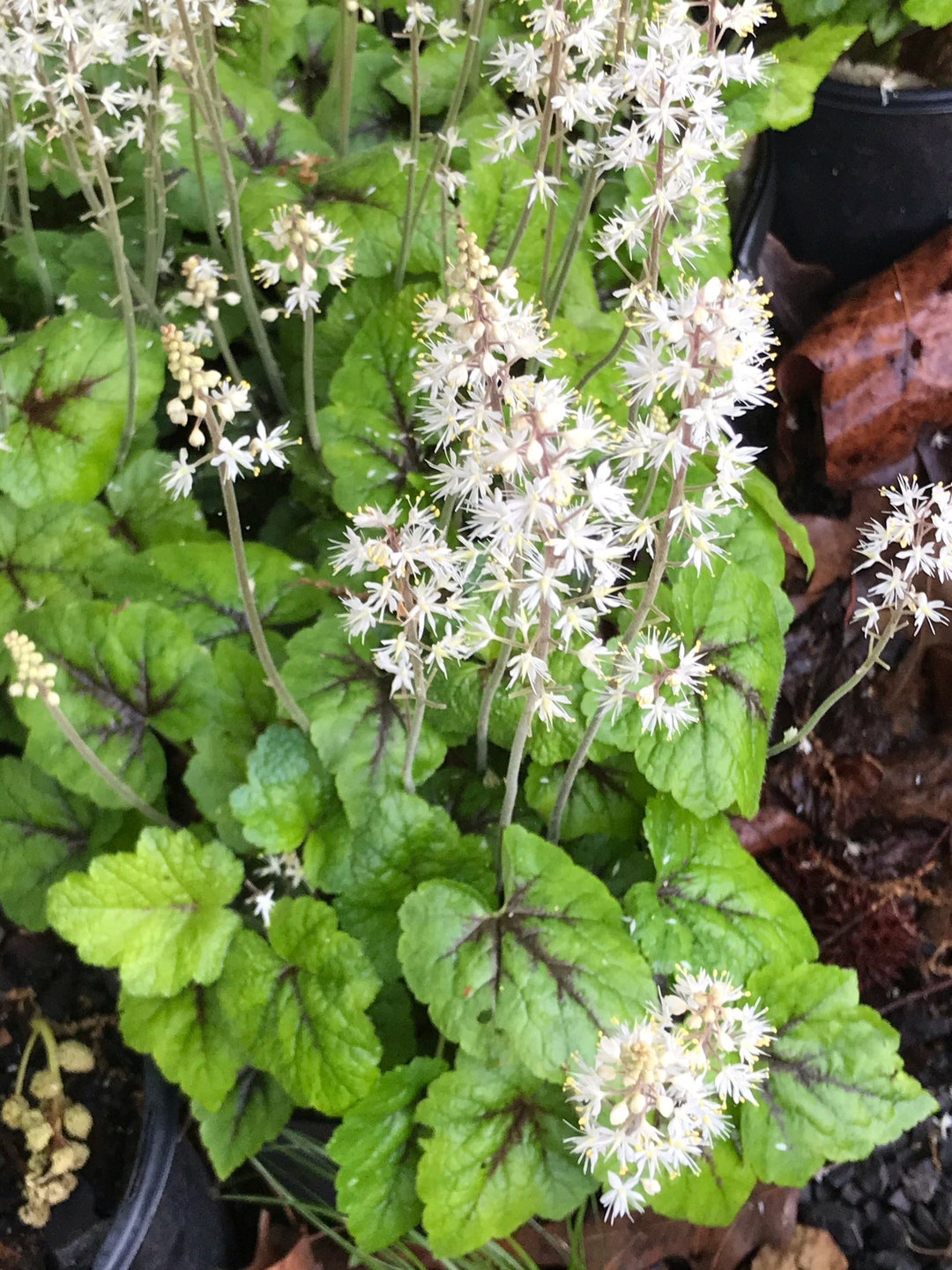 Tiarella Brandywine (foam Flower) - 3 Well Rooted Plants Each in 1 Qt ...
