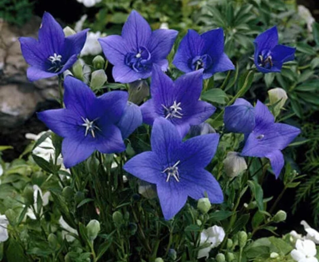 Buy Balloon Flower ' Sentimental Blue Platycodon Grandiflorus - 3 Well ...