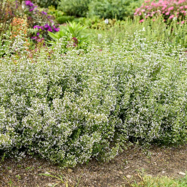 White Calamentha (calamint)m - 3 Well Rooted Starter Plants in 1 Qt ...