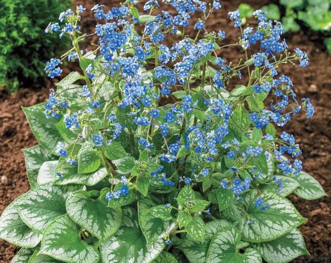 Brunnera Jack Frost - 3 Well Rooted Starter Plants in 1 Qt Pots - Grown ...