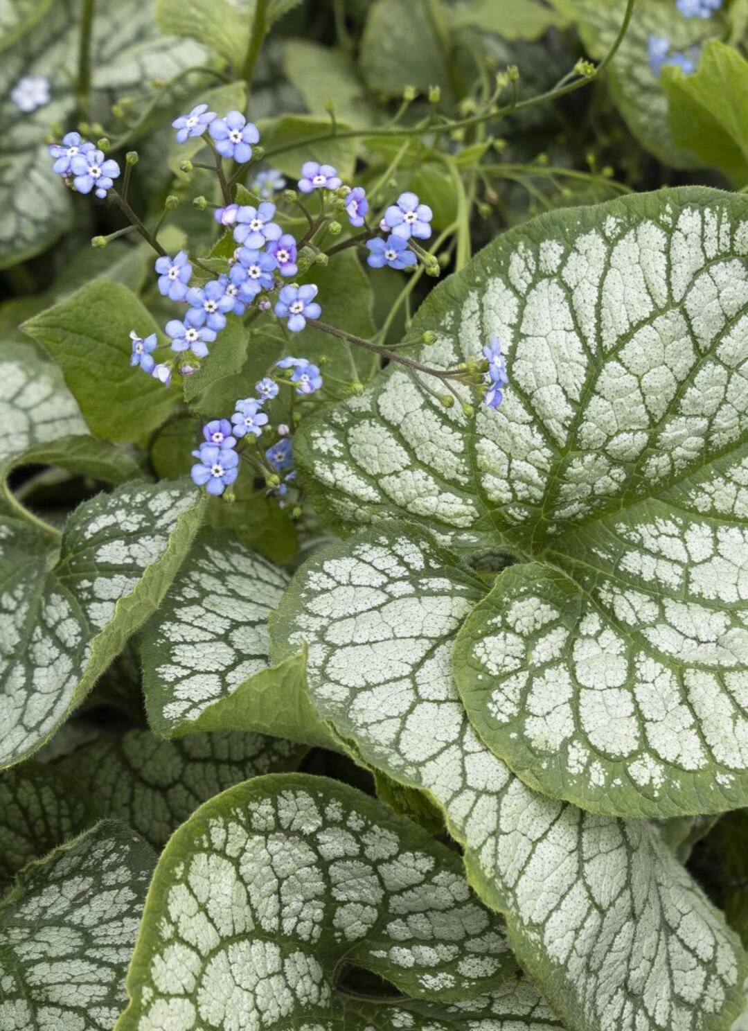 Brunnera Jack Frost - 3 Well Rooted Starter Plants in 1 Qt Pots - Grown ...