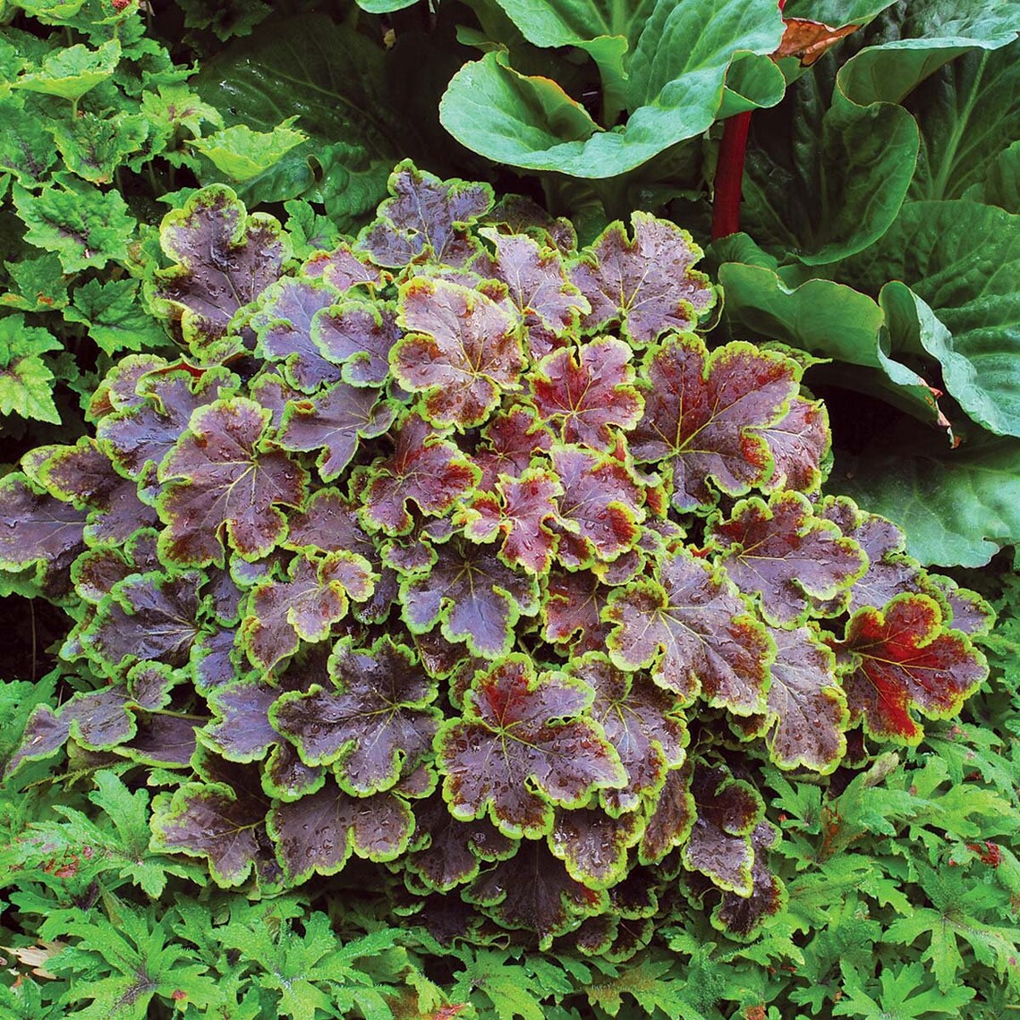 Heucherella Solar Eclipse (coral Bells) - 3 Well Rooted Starter Plants in 1 Qt Pots Grown at ...