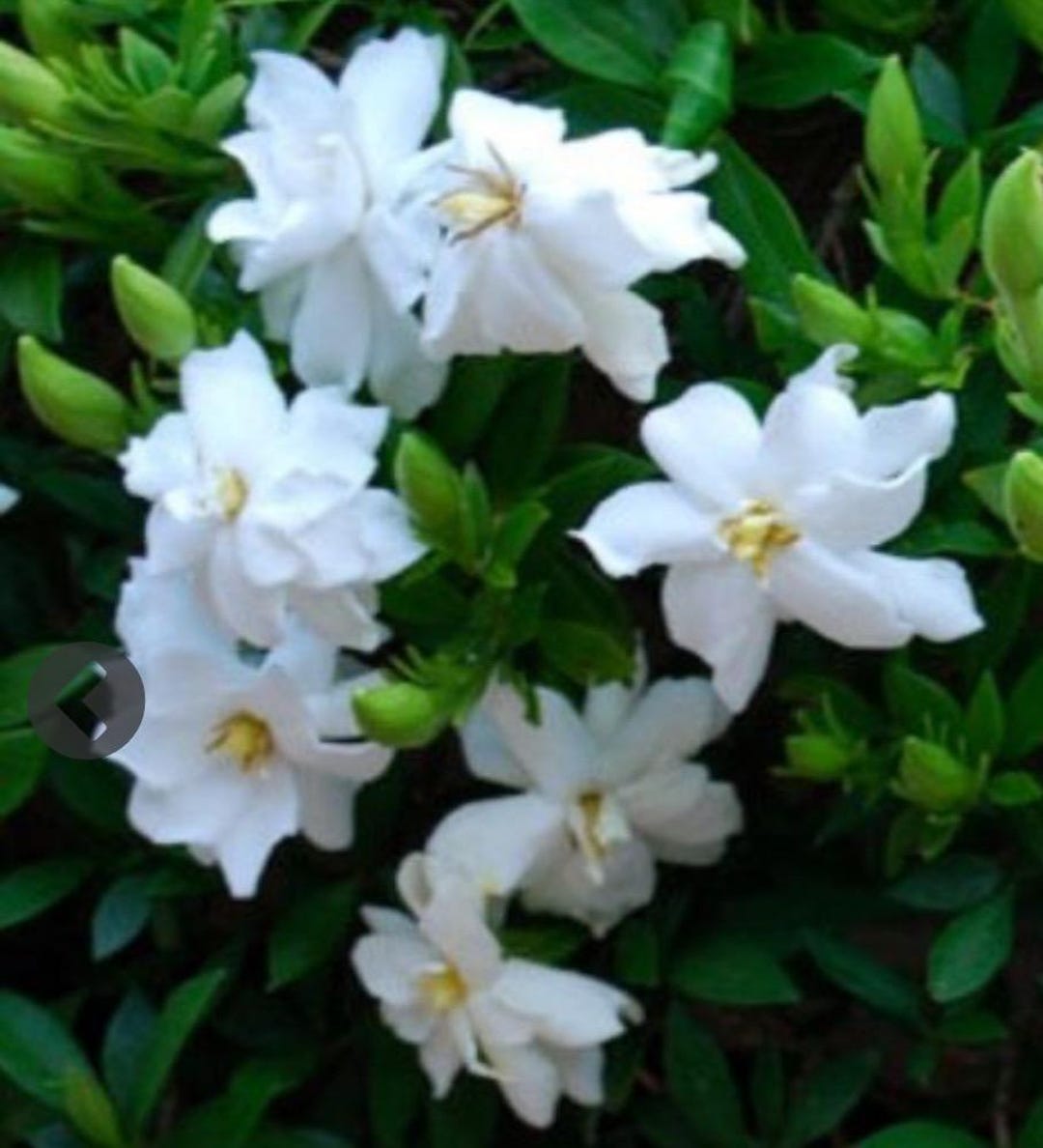 Dwarf Radican Gardenia (‘gardenia Jasminoides 'radicans') - 1 Plant in ...