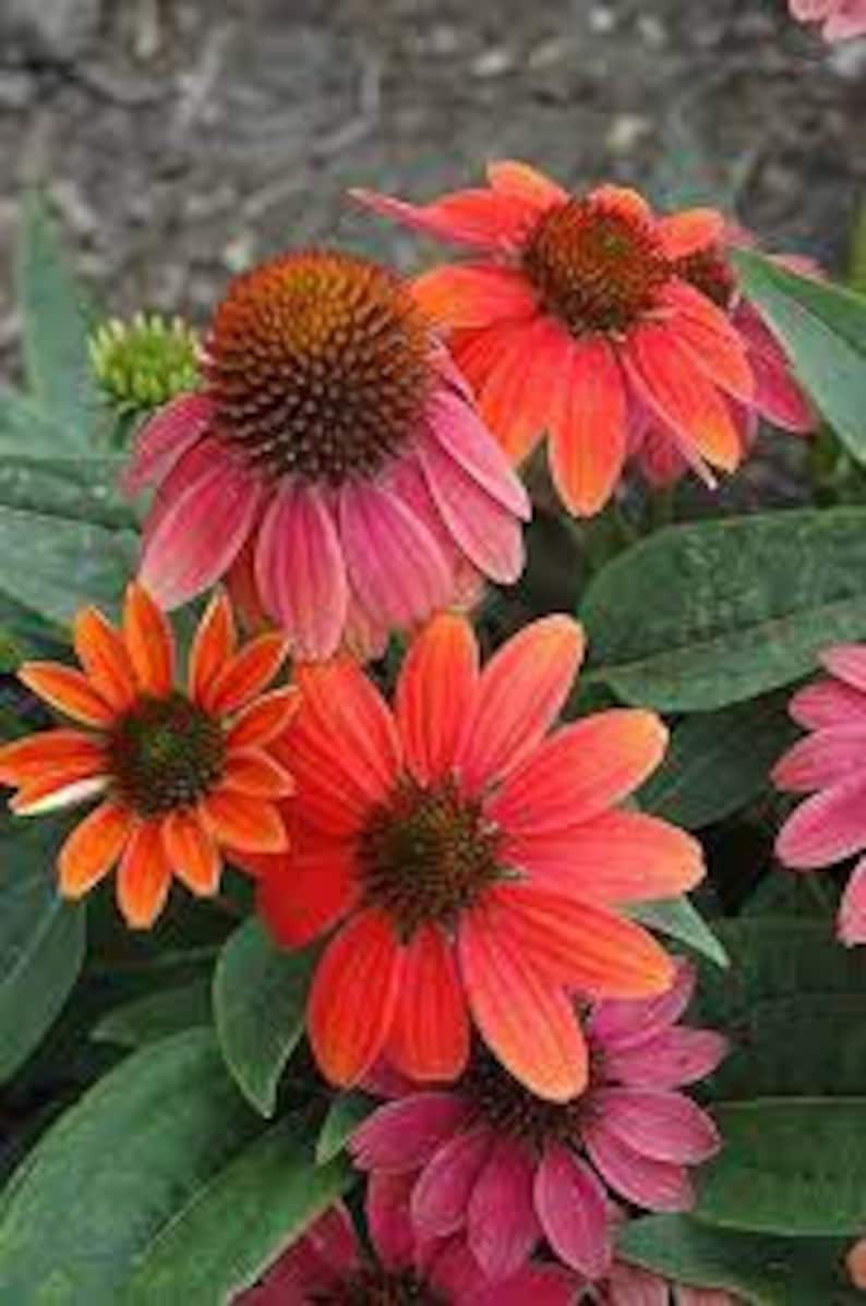 Echinacea Balsomcor Sombrero Hot Coral (coneflower) - 3 Well Rooted ...