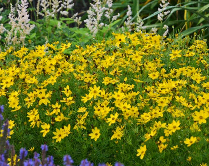 Moonbeam Coreopsis Plant (threadleaf Coreopsis) - Etsy