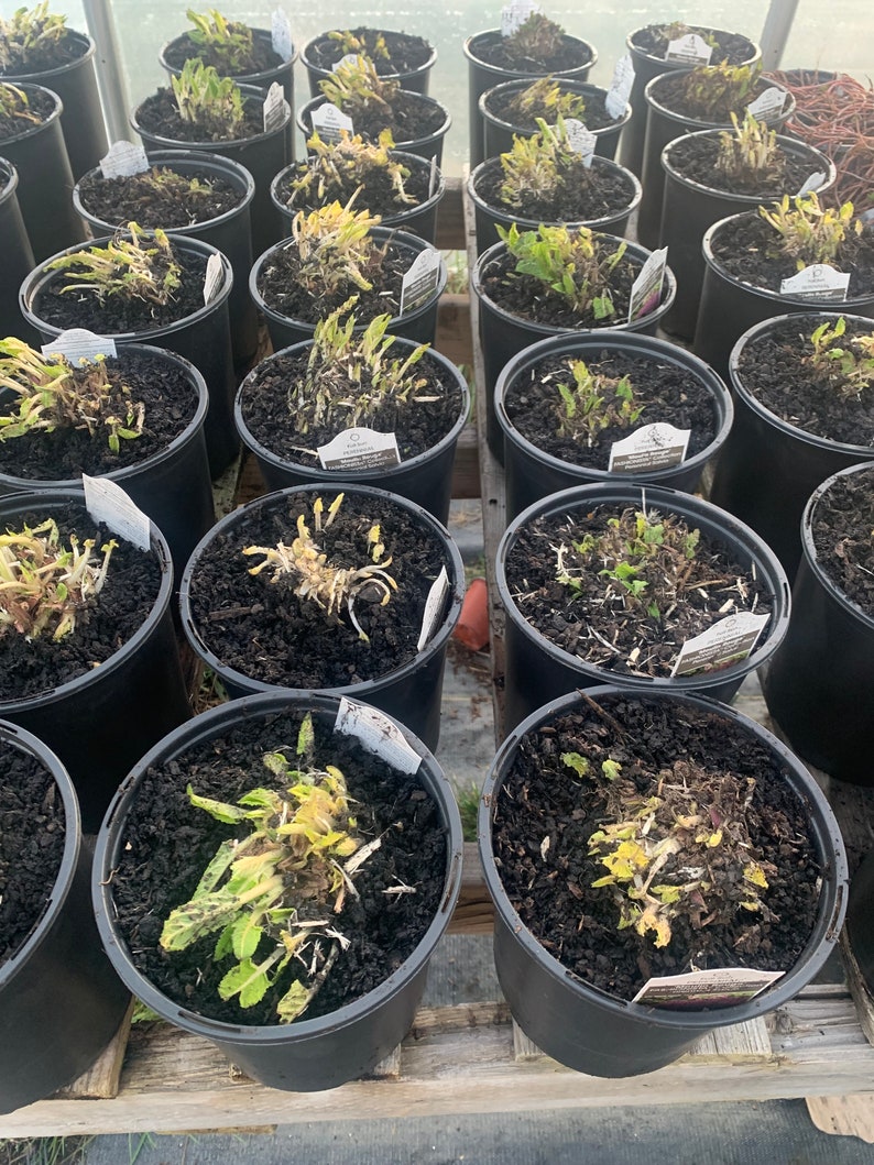 Salvia Moulin Rouge - Perennial Salvia /(garden Sage) - 3 Well Rooted ...