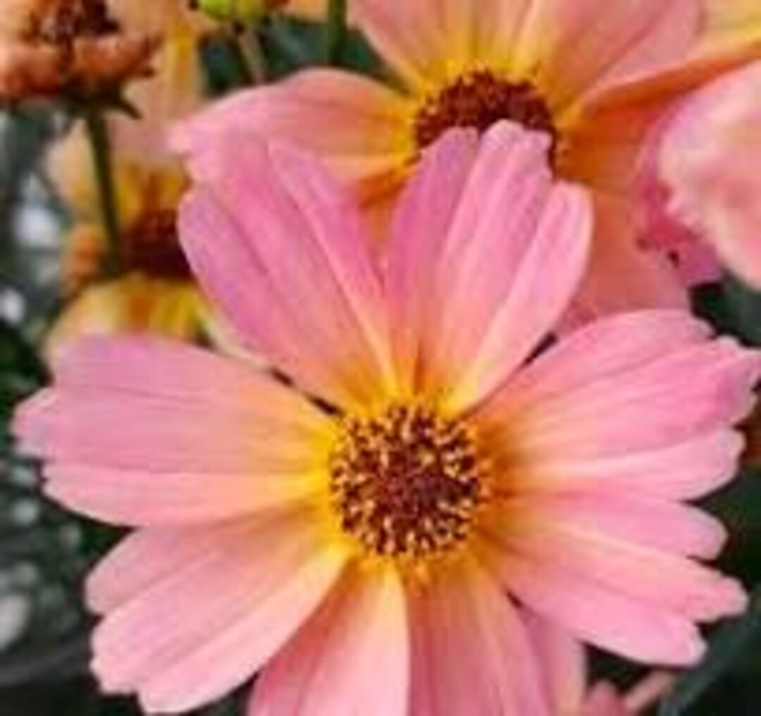 Coreopsis Shades of Rose (tickseed) - 3 Well Rooted Starter Plants in 1 ...
