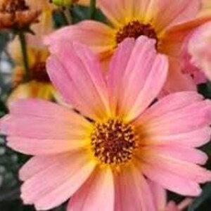 Coreopsis Shades of Rose (tickseed) - 3 Well Rooted Starter Plants in 1 ...