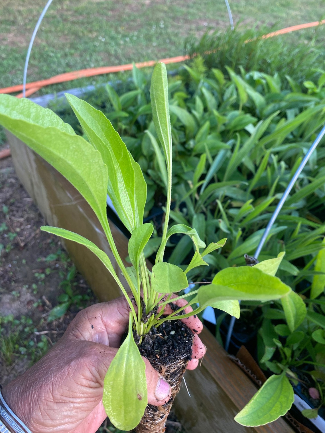 Echinacea Pallida Hula Dancer 3 Well Rooted Starter Plants - Etsy