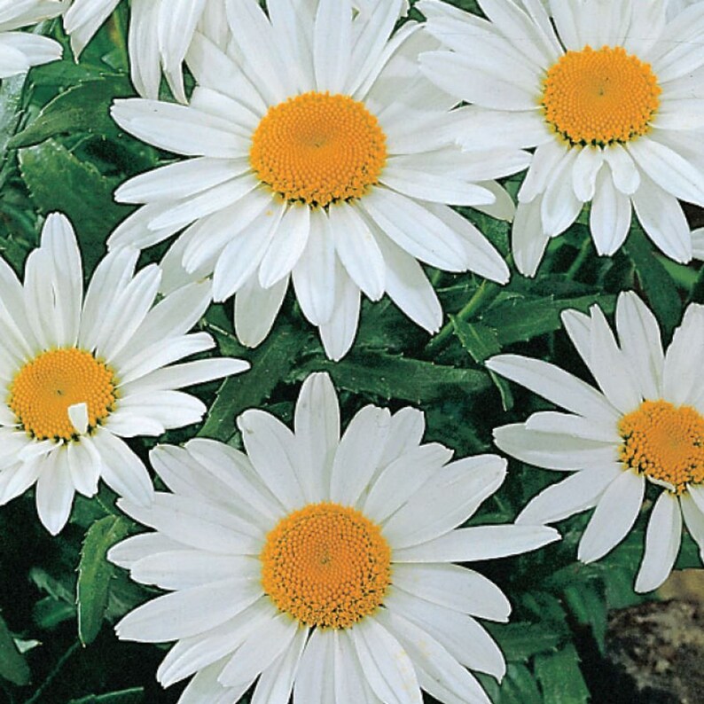 Leucanthemum Shasta Snowcap Daisy 3 Well Rooted Starter - Etsy