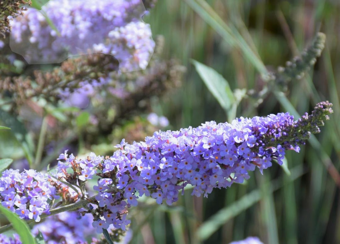 Buddleia Glass Slippers (butterfly Bush) - 3 Well Rooted Starter Plants ...