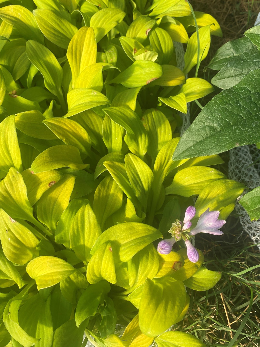 Hosta Sun Mouse 3 Well Rooted Starter Plants in 1 Qt Containers Grown ...