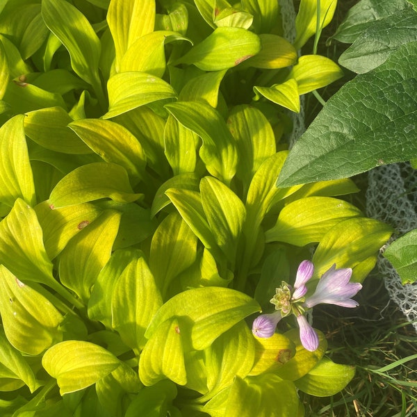 Hosta - Etsy