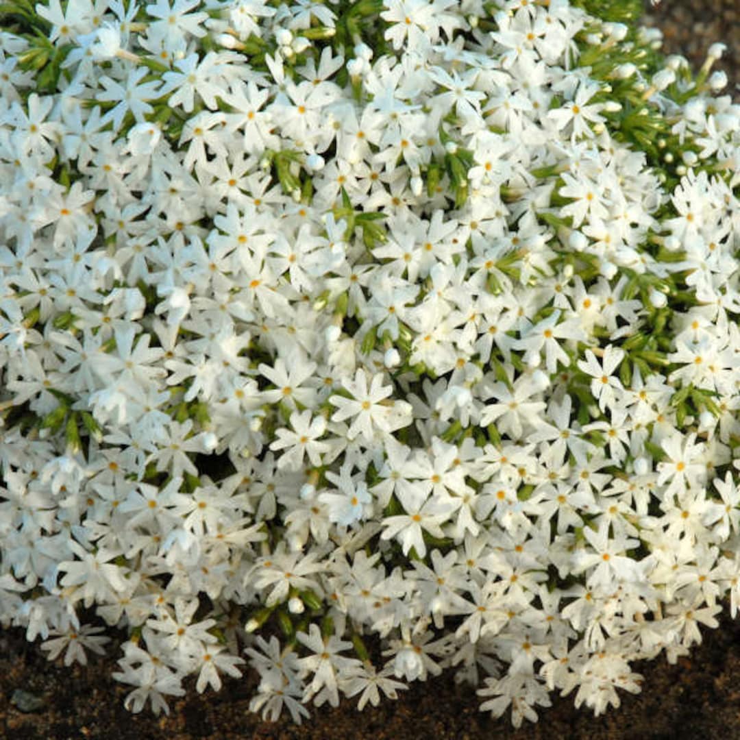 Creeping Moss Snowflake White Subulata Phlox Ground Cover - 3 Well ...