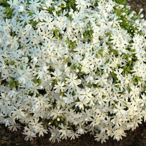 Creeping Moss Snowflake White Subulata Phlox Ground Cover - 3 Well ...