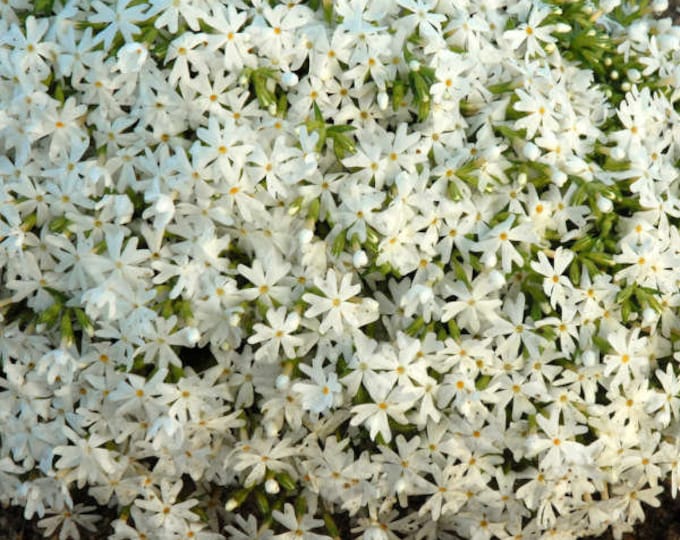 Creeping Moss Snowflake White Subulata Phlox Ground Cover - 3 Well ...