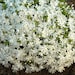 Creeping Moss Snowflake White Subulata Phlox Ground Cover - 3 Well ...