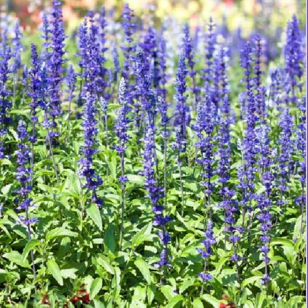 Salvia Sallyrosa 'april Night' - 3 Well Rooted Starter Plants in 1 Qt ...