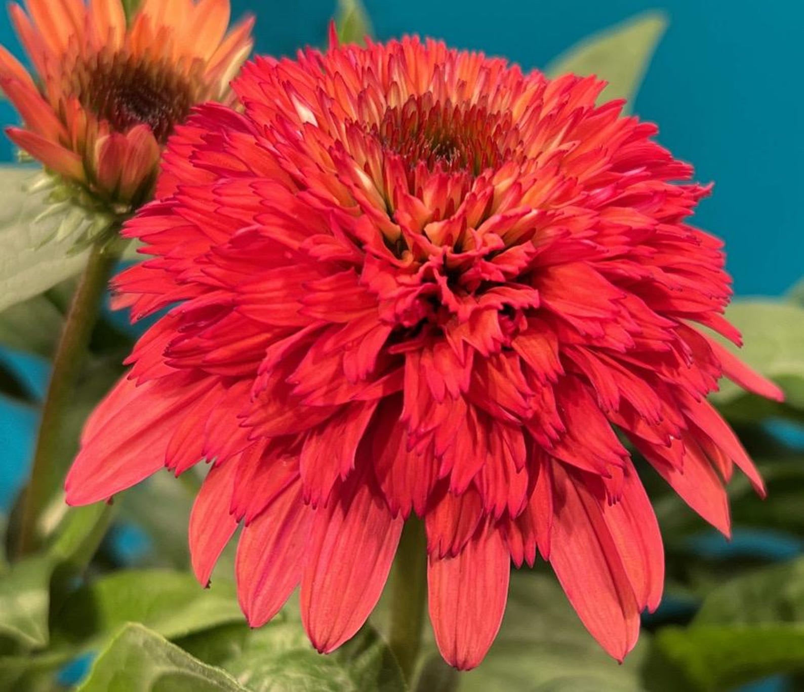 Echinacea Double Scoop 'raspberry Deluxe' (coneflower) - 3 Well Rooted ...