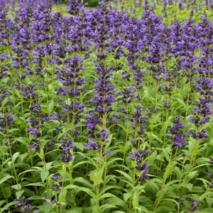 Nepeta 'prelude Purple' (japanese Catmint) - 3 Well Rooted Starter ...