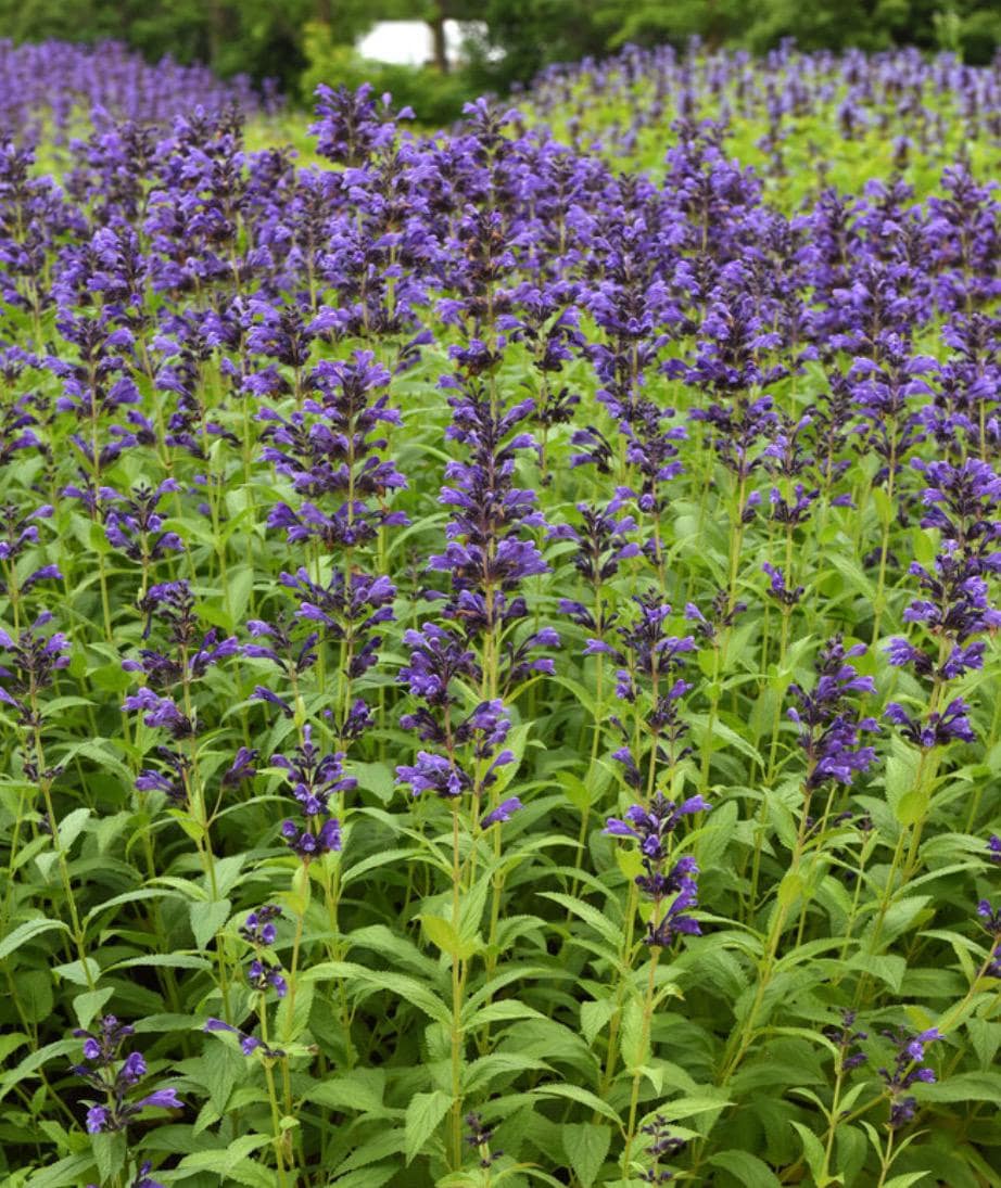Nepeta 'prelude Purple' (japanese Catmint) - 3 Well Rooted Starter ...