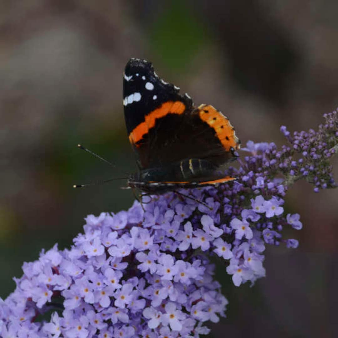 Buddleia Glass Slippers (butterfly Bush) - 3 Well Rooted Starter Plants ...