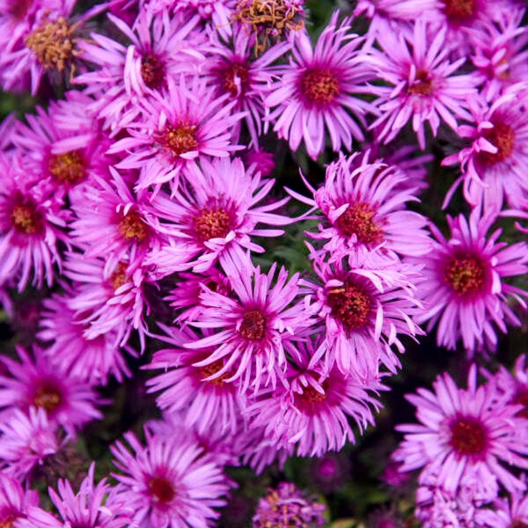 Aster Pink Crush 3 Well Rooted Starter Plants in 1 Qt Pots Grown at Rosie Belle Farm Free ...