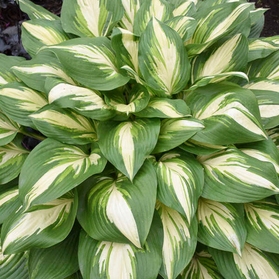 Hosta 'miss America’ 3 Well Rooted Starter Plants in 1 Qt Pots Grown at ...