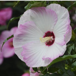 Hibiscus 'ballet Slippers' (rose Mallow) - 3 Well Rooted Starter Plants ...