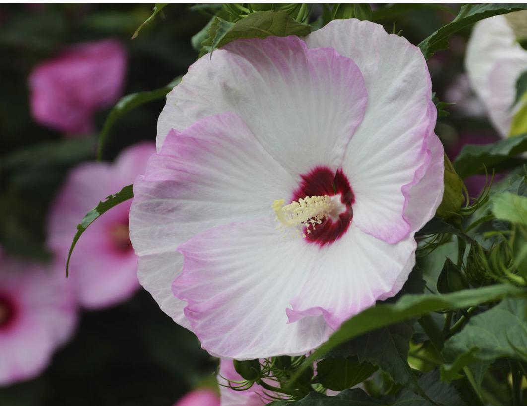 Hibiscus 'ballet Slippers' (rose Mallow) - 3 Well Rooted Starter Plants ...