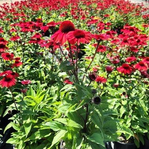 Echinacea Panama Red (coneflower) - 3 Well Rooted Starter Plants in 1 ...