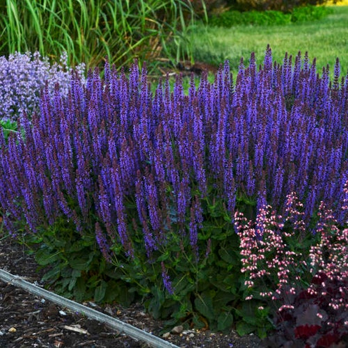 Salvia Nemorosa 'bumbleberry 3 Well Rooted Starter - Etsy