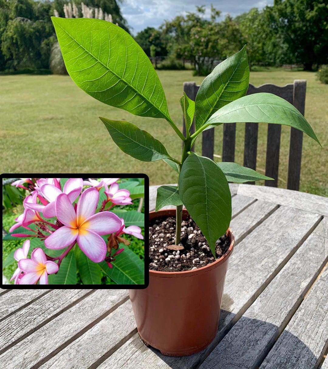 Frangipani ‘honey Rose’ - Plumeria Rubra ‘honey Rose’ - Etsy UK