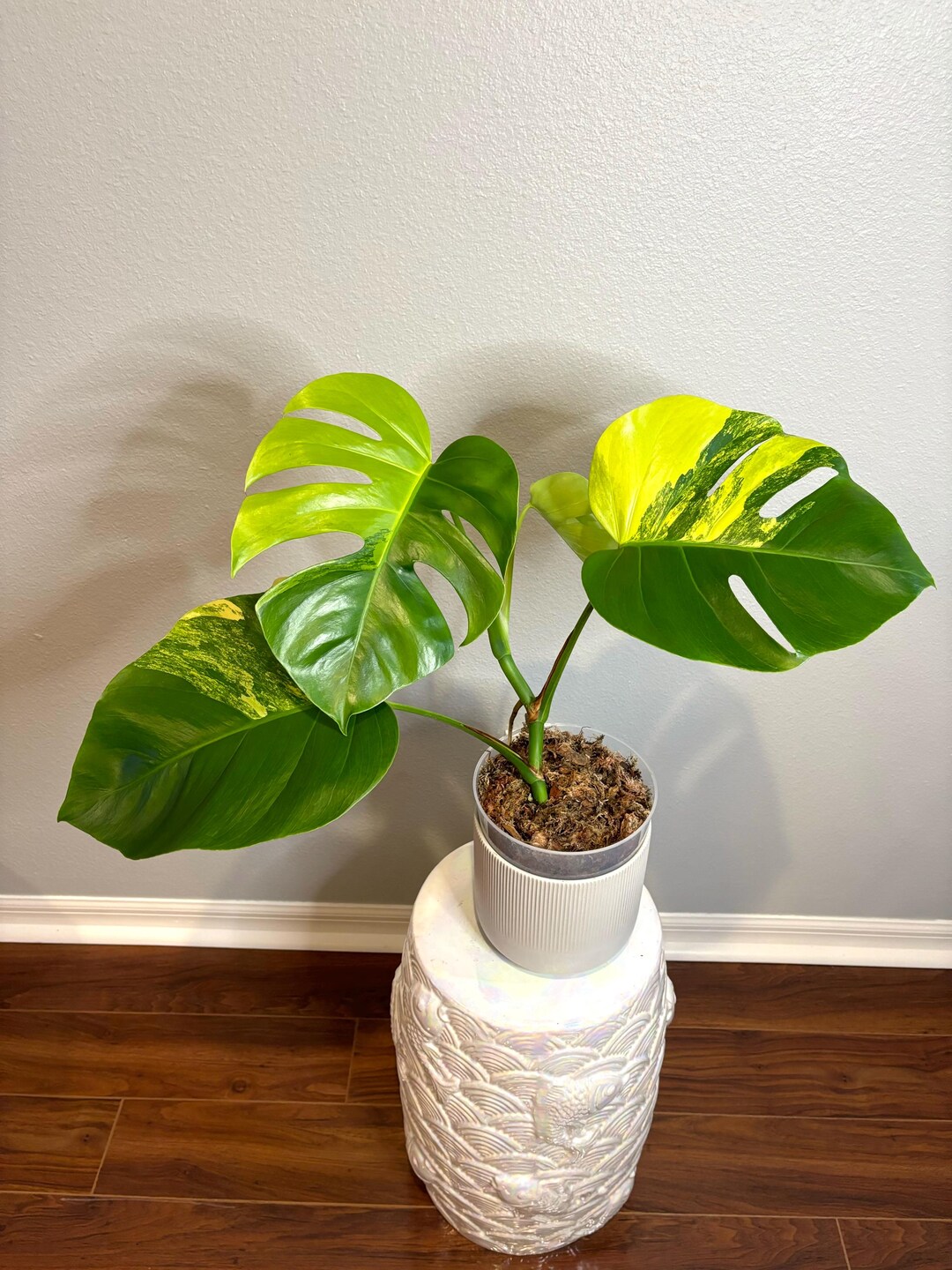 Monstera Marmorata Tricolor- Large - Etsy