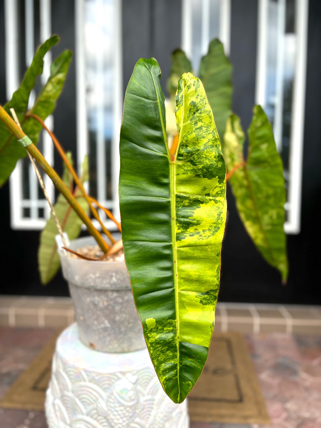 Variegated Philodendron Billietiae Huge Plant - Etsy