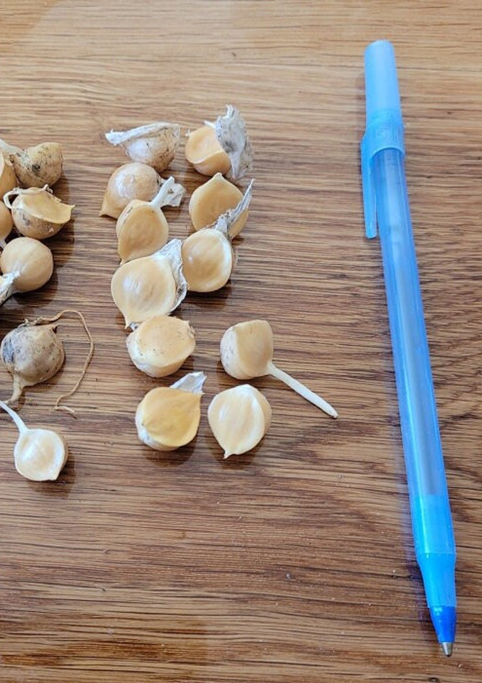 Over 50 Elephant Garlic Corms seeds - Etsy