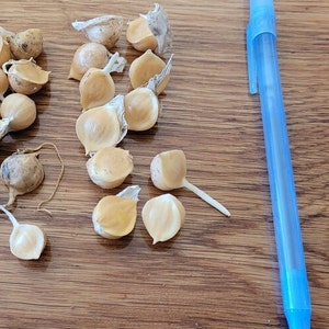 Over 50 Elephant Garlic Corms seeds - Etsy