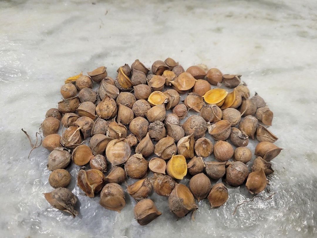 Over 50 Elephant Garlic Corms seeds - Etsy