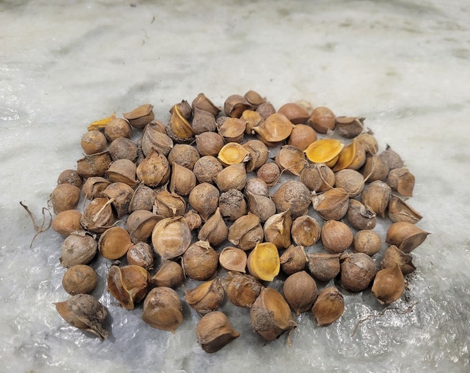 Over 130 Elephant Garlic Corms seeds - Etsy