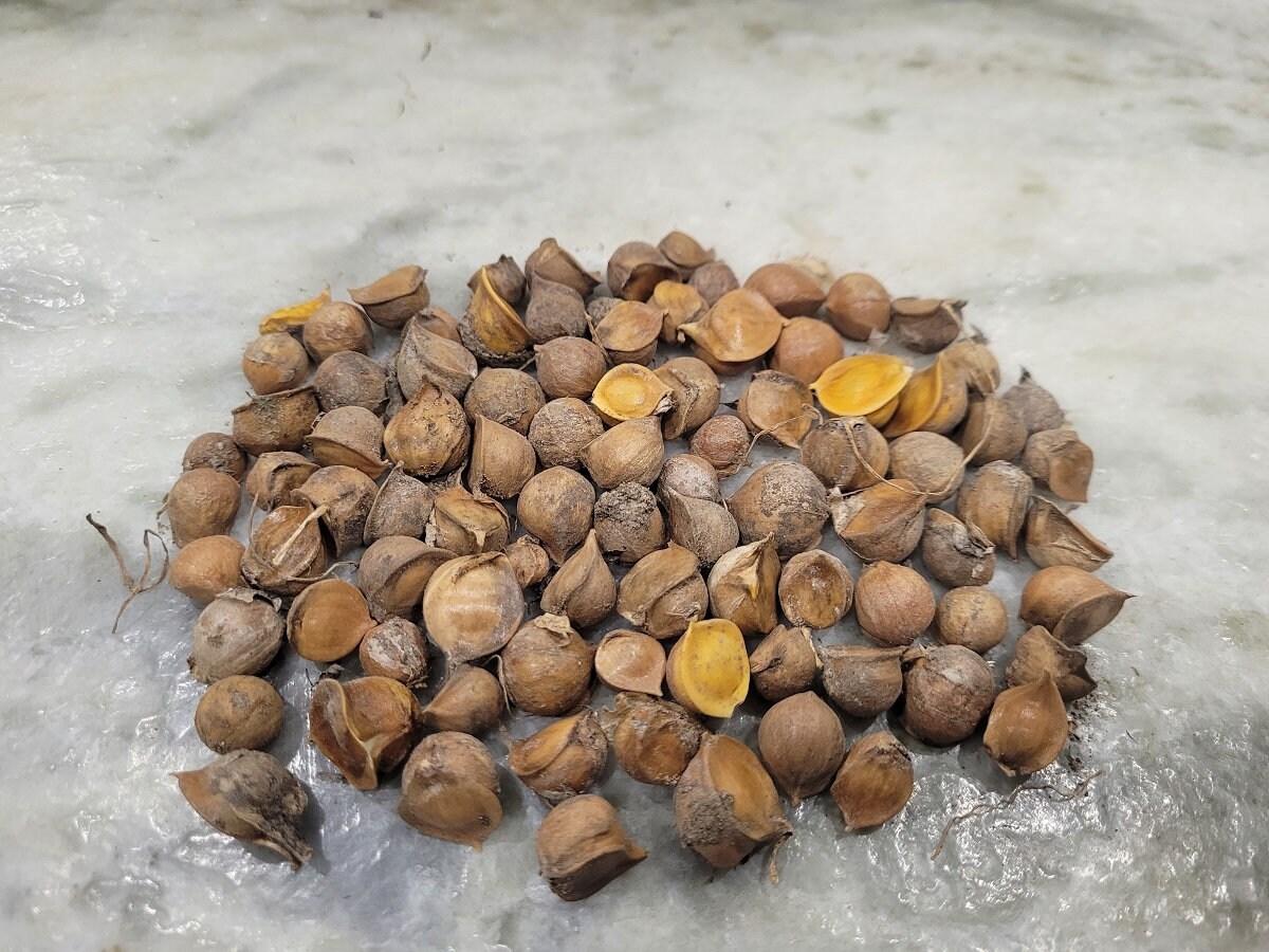 Over 50 Elephant Garlic Corms seeds - Etsy