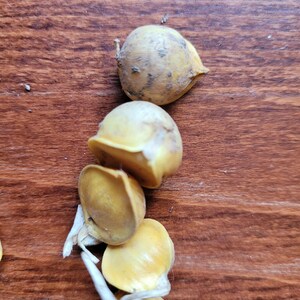 Over 50 Elephant Garlic Corms seeds - Etsy