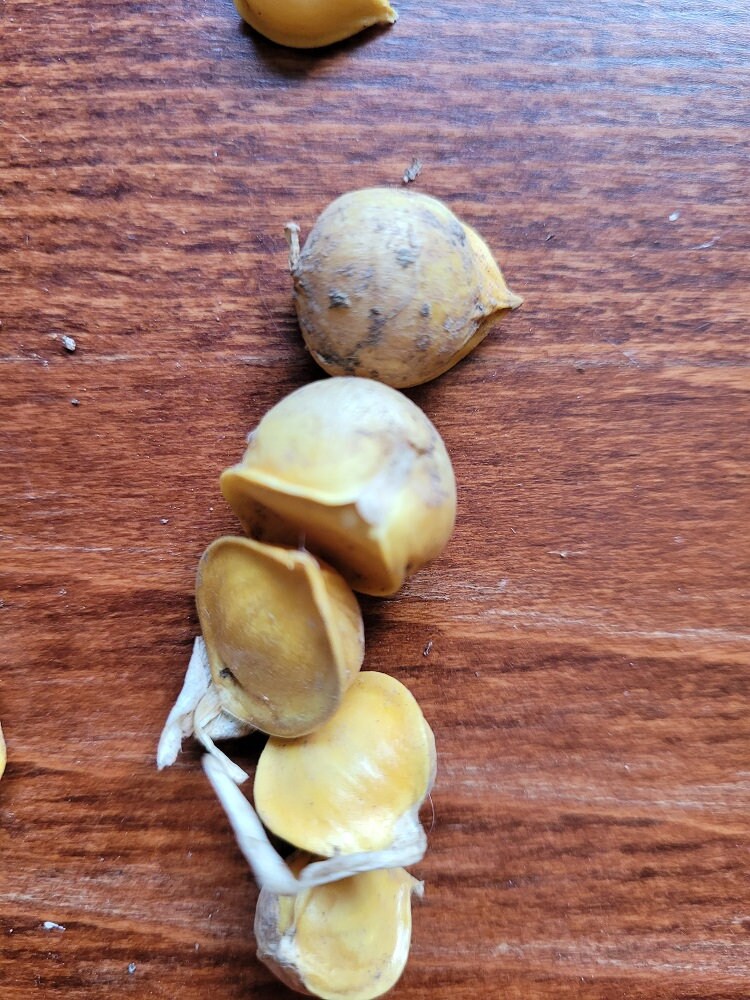 Over 50 Elephant Garlic Corms seeds - Etsy