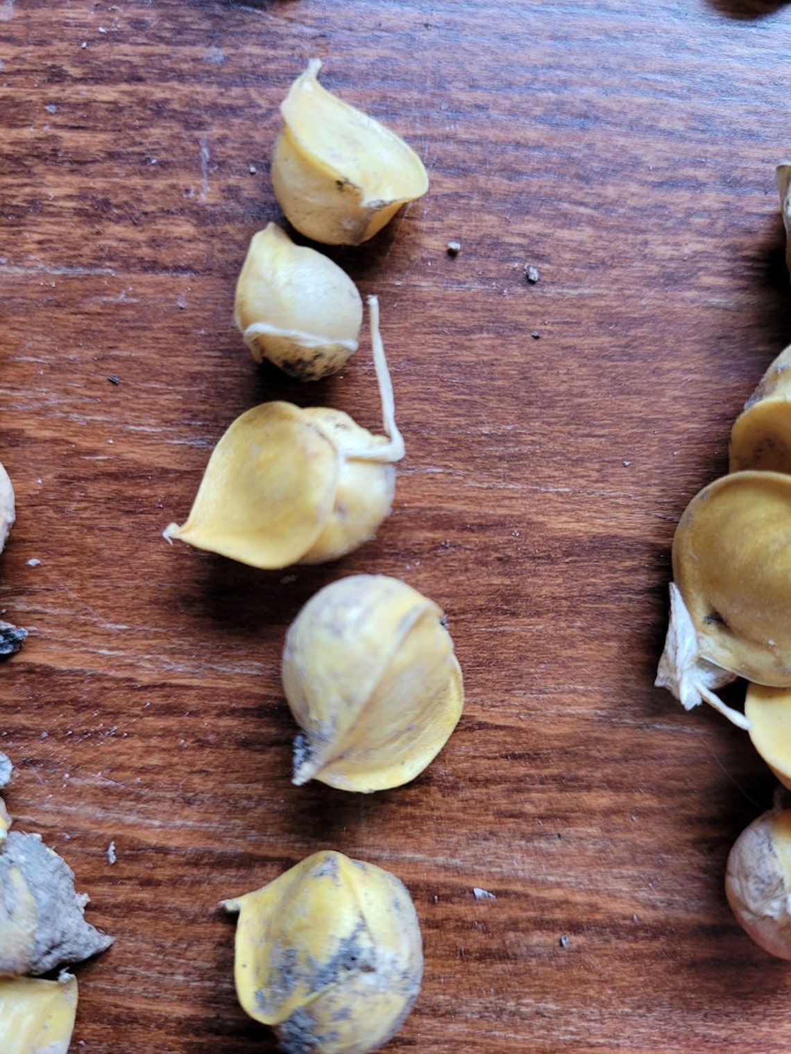 20 Elephant Garlic Corms (seeds) - Etsy