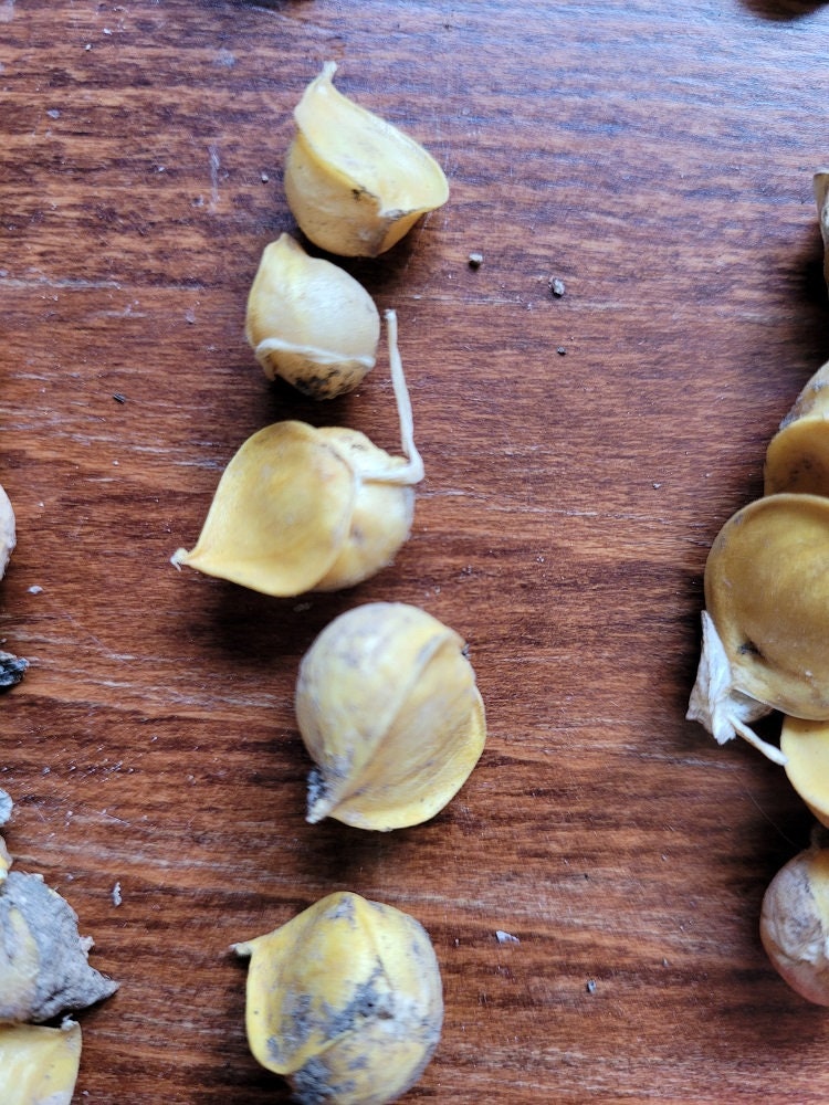 Over 50 Elephant Garlic Corms seeds - Etsy