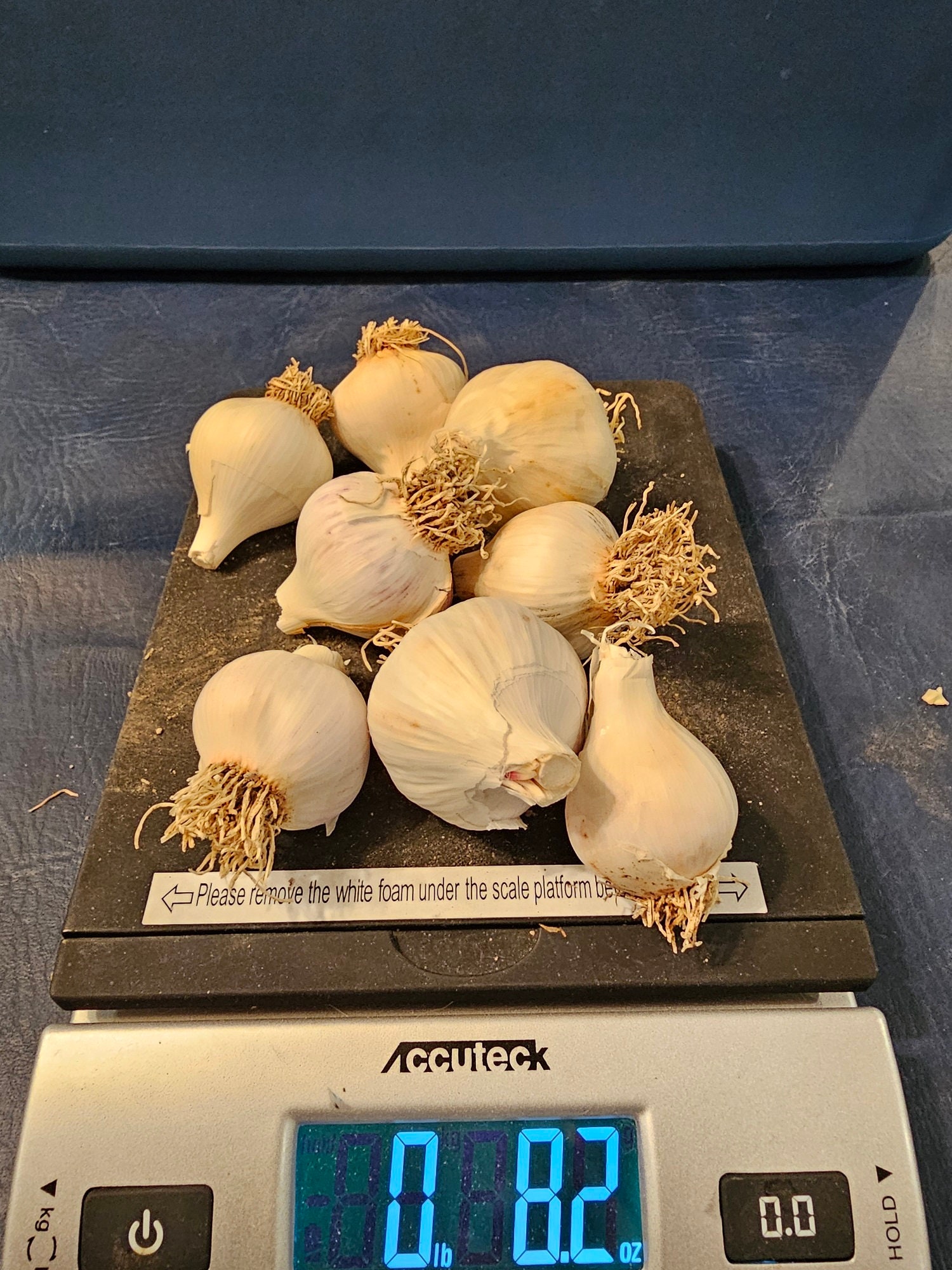 Garlic Combo Elephant Music and California Bulbs - Etsy