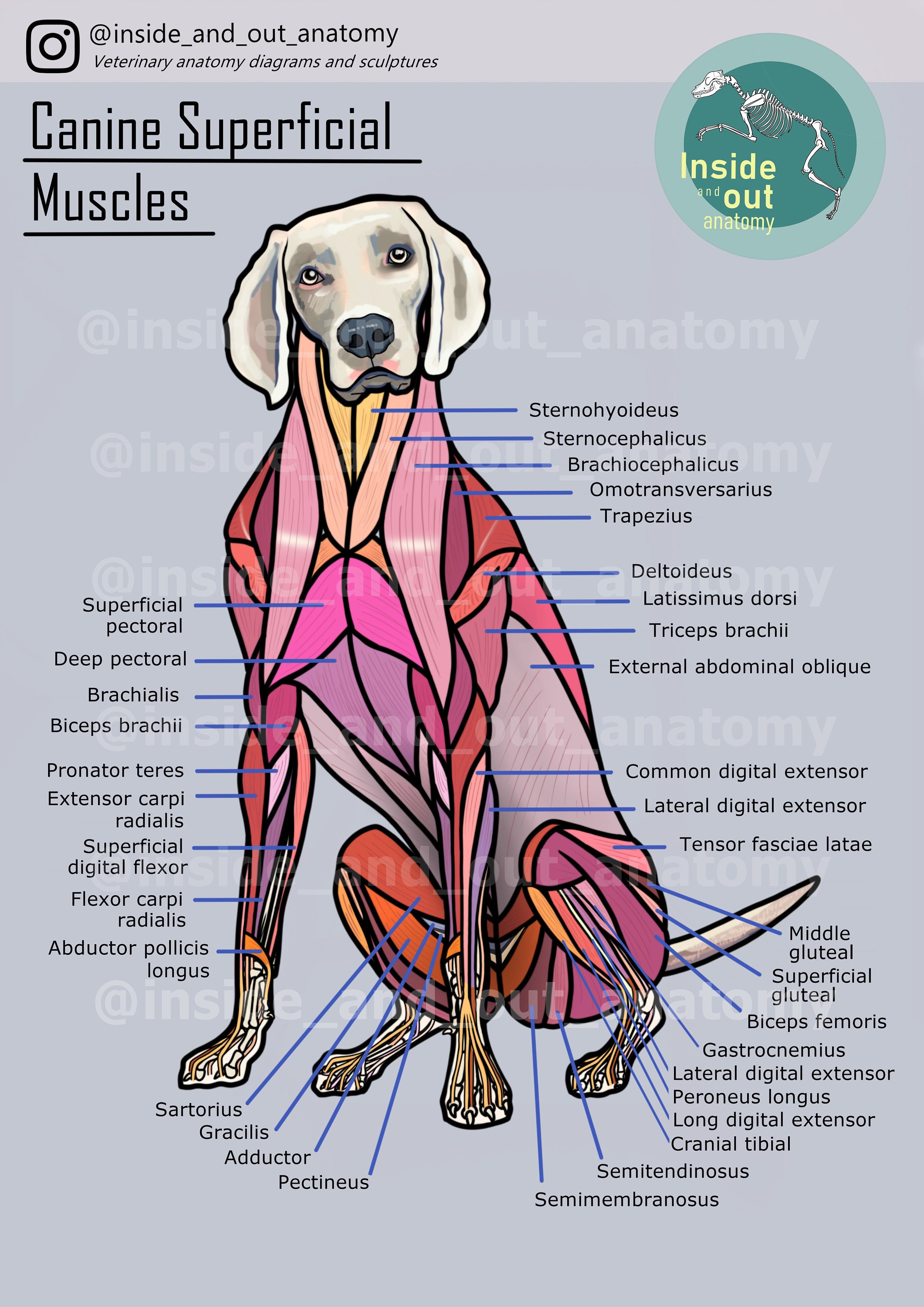 A2 Póster de Anatomía Veterinaria - Etsy España