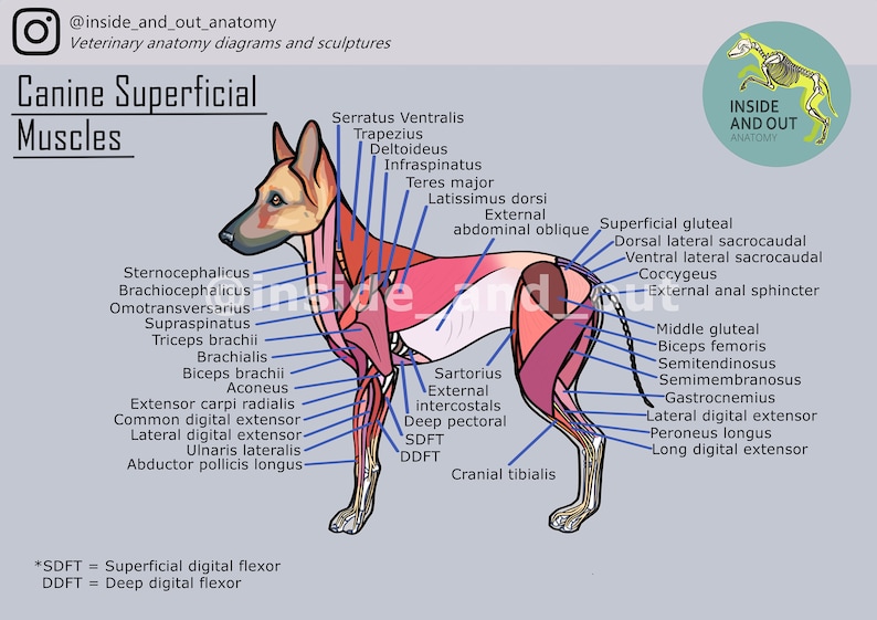 A2 Veterinary Anatomy Poster - Etsy